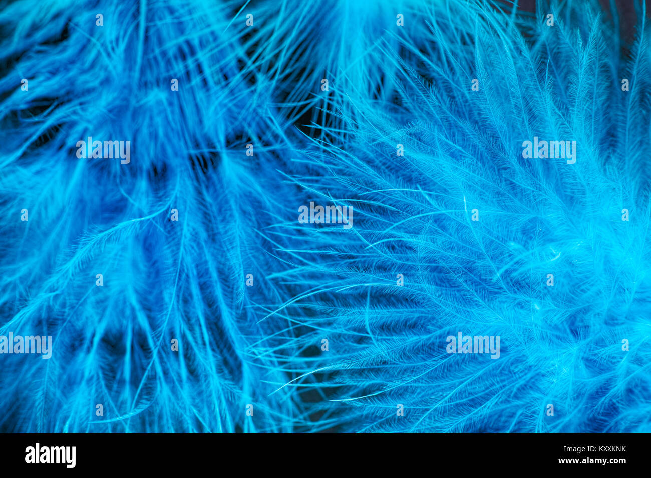 Blue feathers background. Close up Stock Photo - Alamy