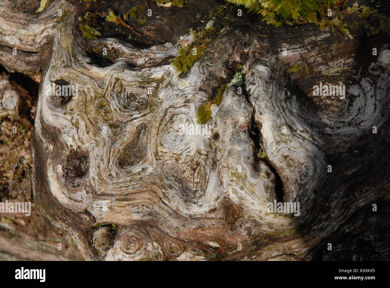 Knarly hi-res stock photography and images - Alamy