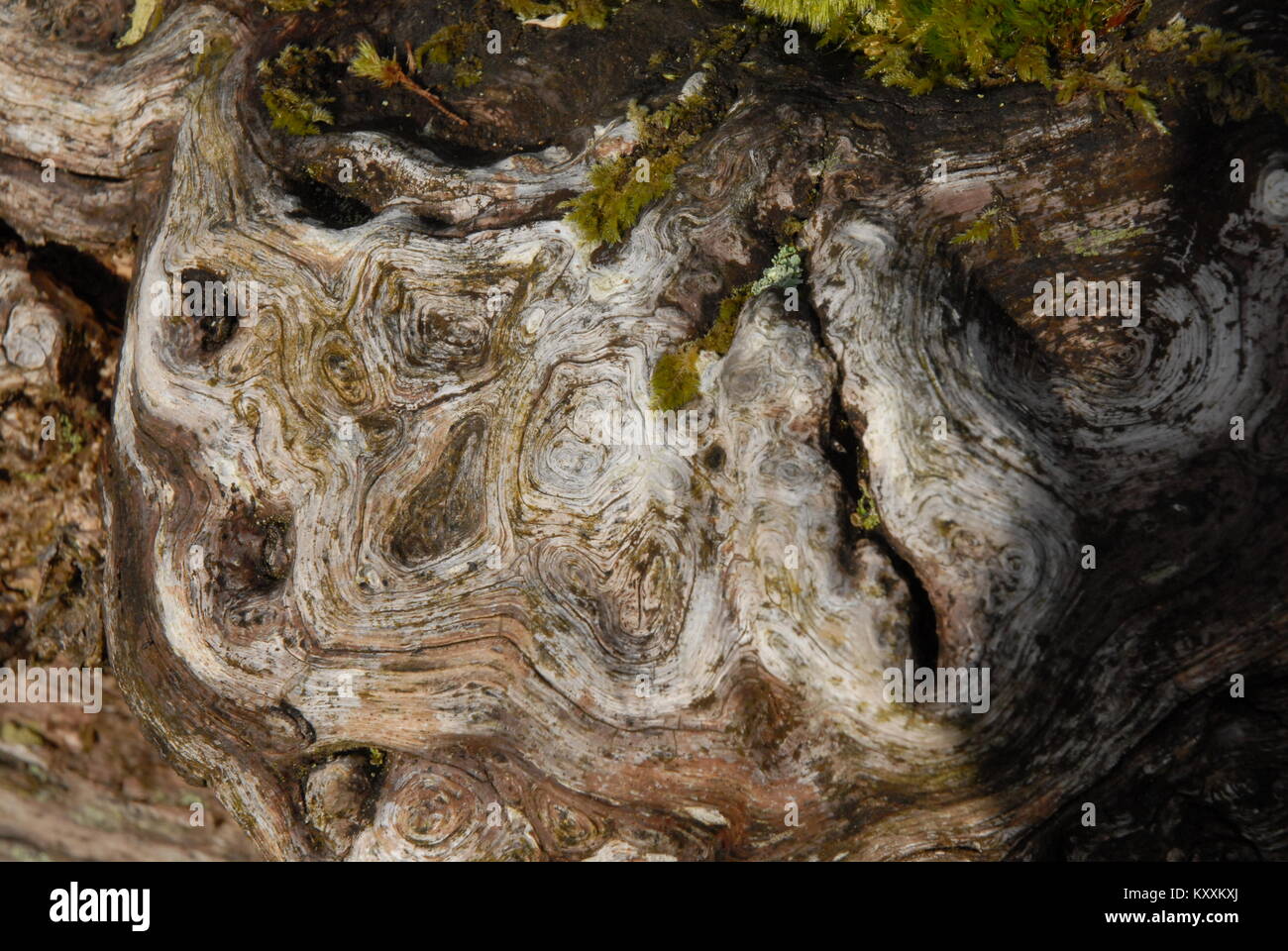 Knarly wood hi-res stock photography and images - Alamy