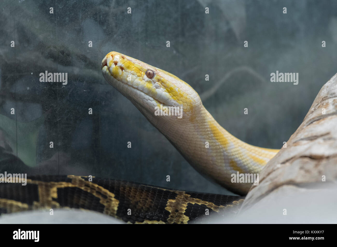 Albino Boa High Resolution Stock Photography and Images - Alamy