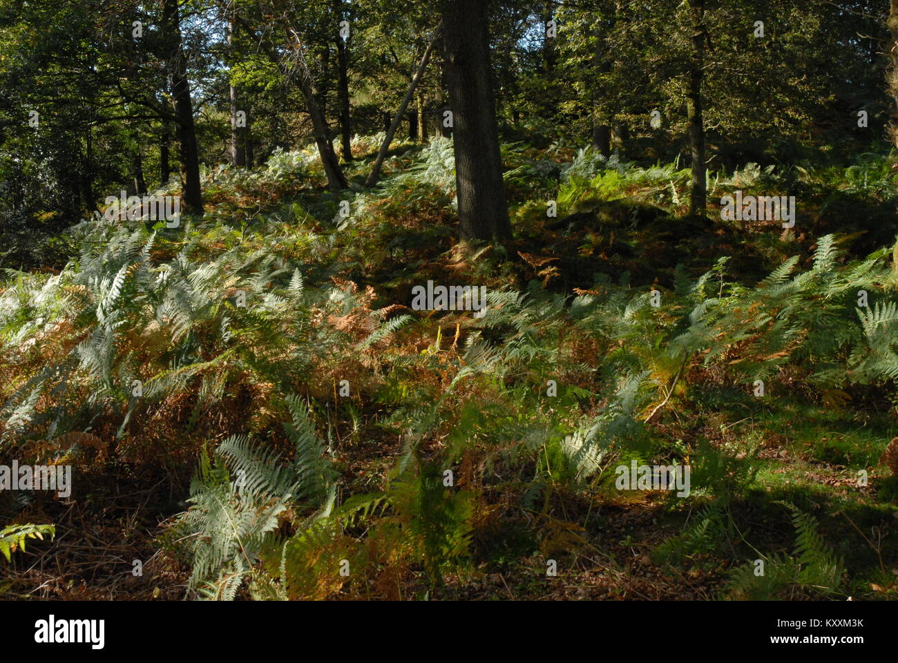 Woodland bracken hi-res stock photography and images - Alamy