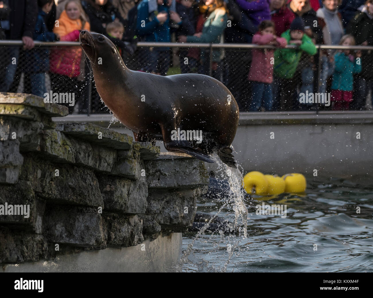 Feeding of the Sea Lions in Wilhelma Zoo -Stuttgart Stock Photo - Alamy