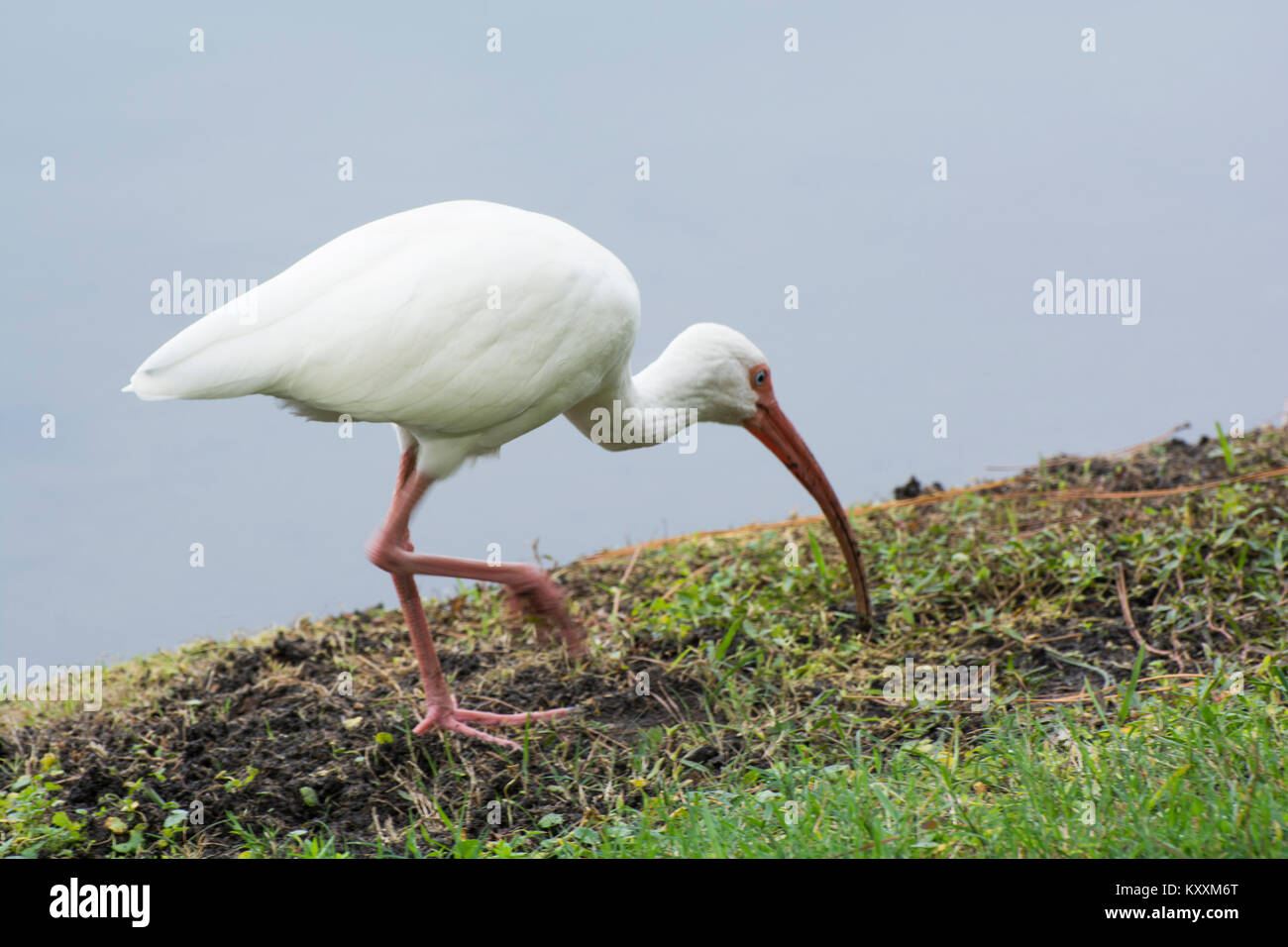 American ibis hi-res stock photography and images - Alamy