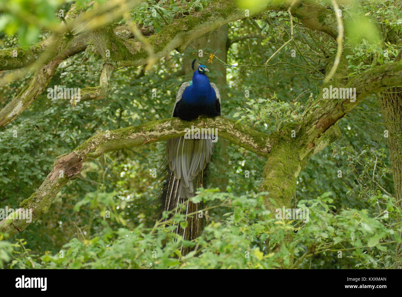 Indian peafolw hi-res stock photography and images - Alamy