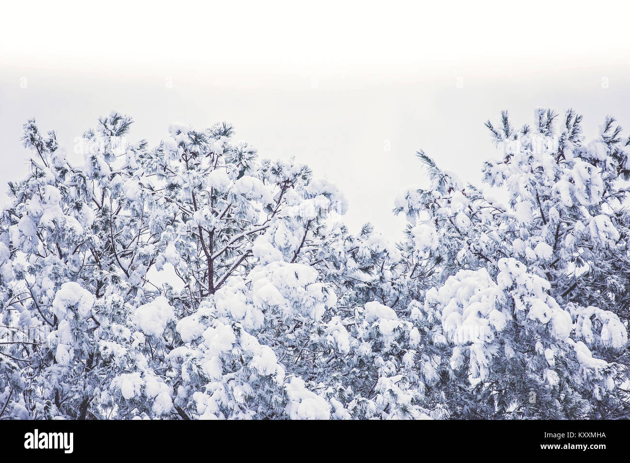 Trees in Snow Stock Photo - Alamy