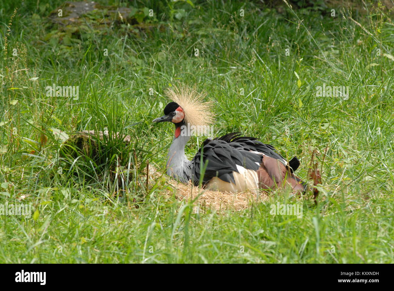 Grey Crowned Crane Stock Photo - Alamy