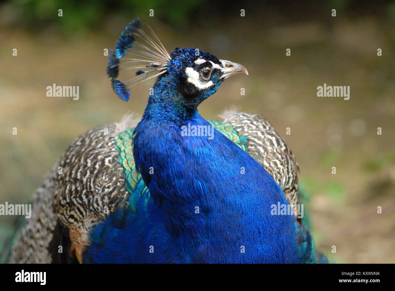 Indian peafolw hi-res stock photography and images - Alamy