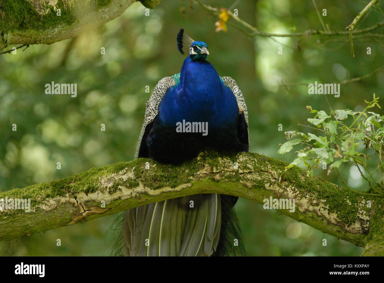 Indian peafolw hi-res stock photography and images - Alamy