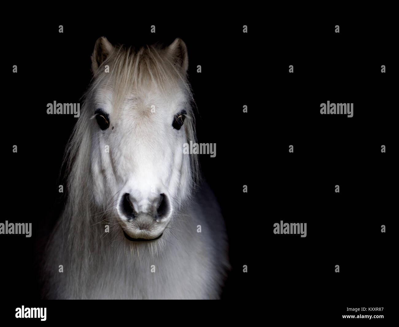 Shetland pony hi-res stock photography and images - Alamy