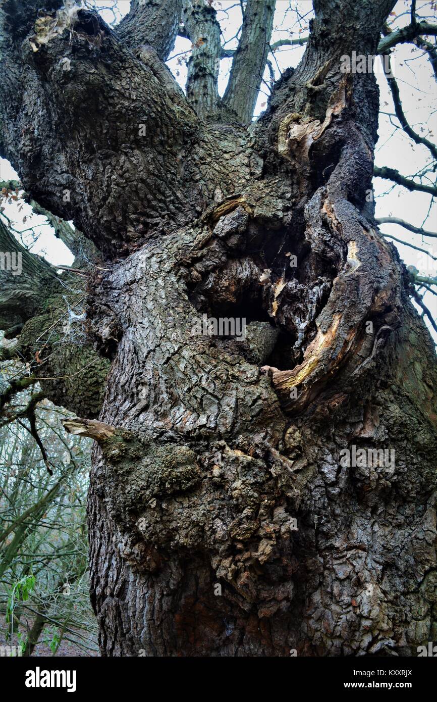 English oak tree bark hi-res stock photography and images - Alamy
