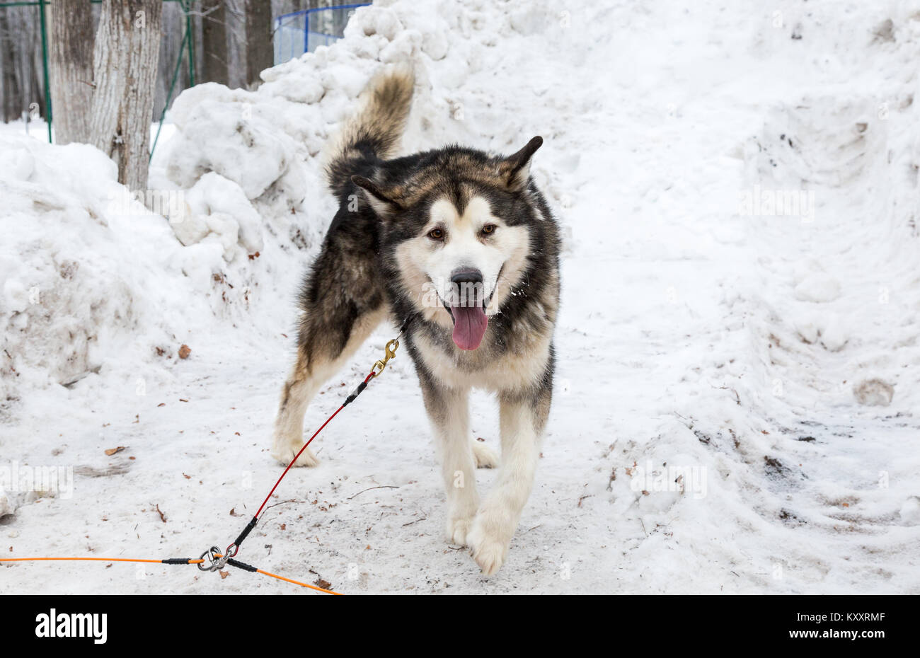 Alaskan Malamute dog after the sled dog race in winter park Stock Photo ...