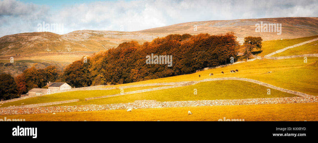 Ingleton yorkshire sheep hi-res stock photography and images - Alamy