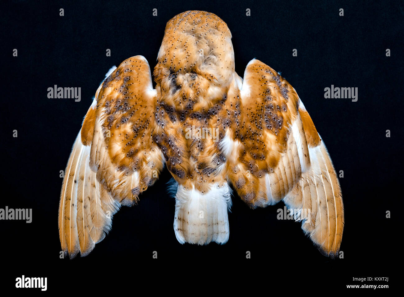 Dead Owl High Resolution Stock Photography and Images - Alamy