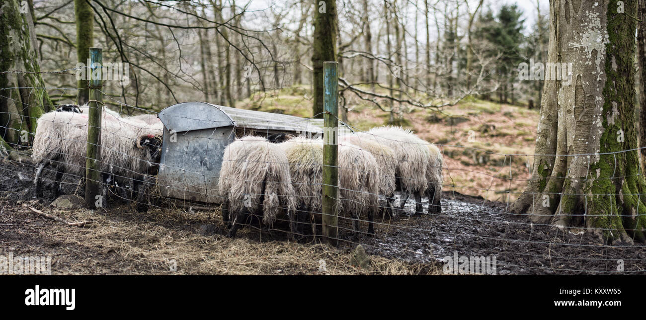 Another wet day in the Lake District! Everywhere is flooded today ...