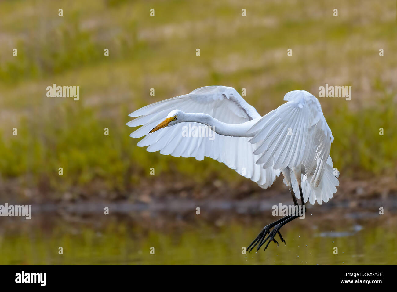 Eastern Great White Egret in Flight Stock Photo - Alamy