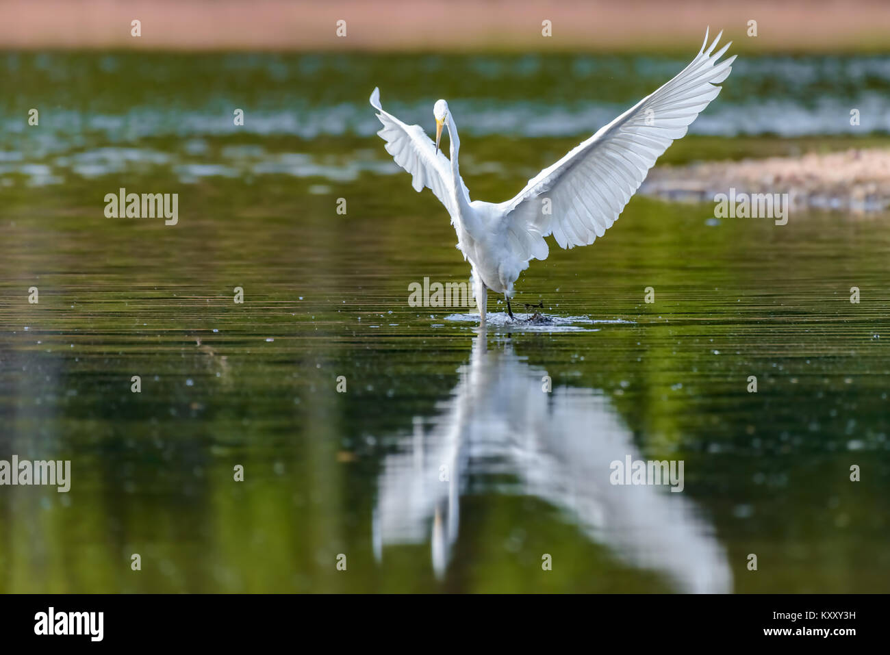 Eastern Great White Egret in Flight Stock Photo - Alamy