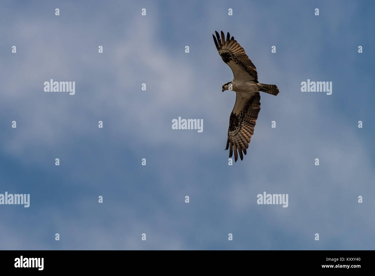 Red-tailed Hawk in Flight against a blue sky background Stock Photo - Alamy