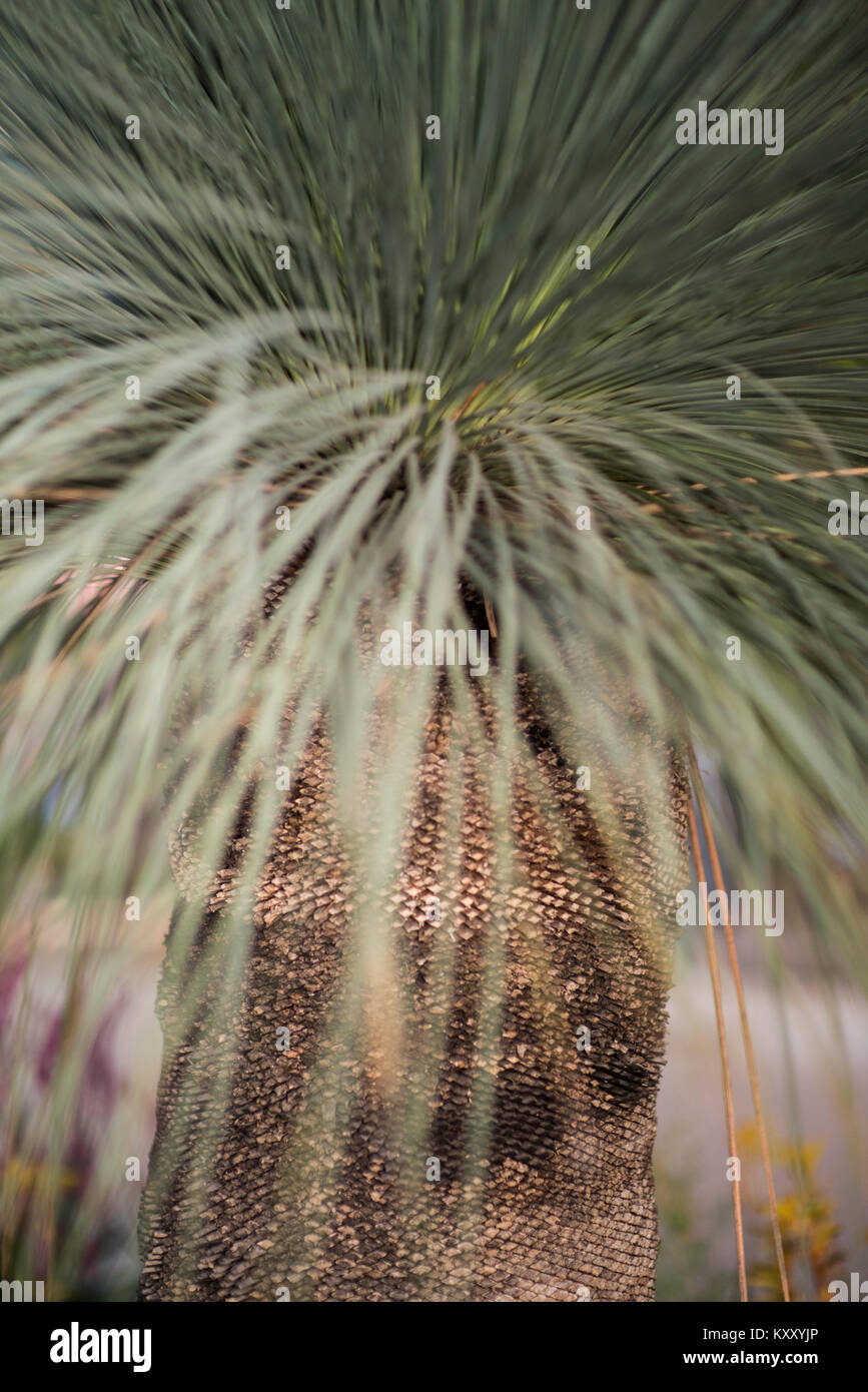 Grasstree hi-res stock photography and images - Alamy