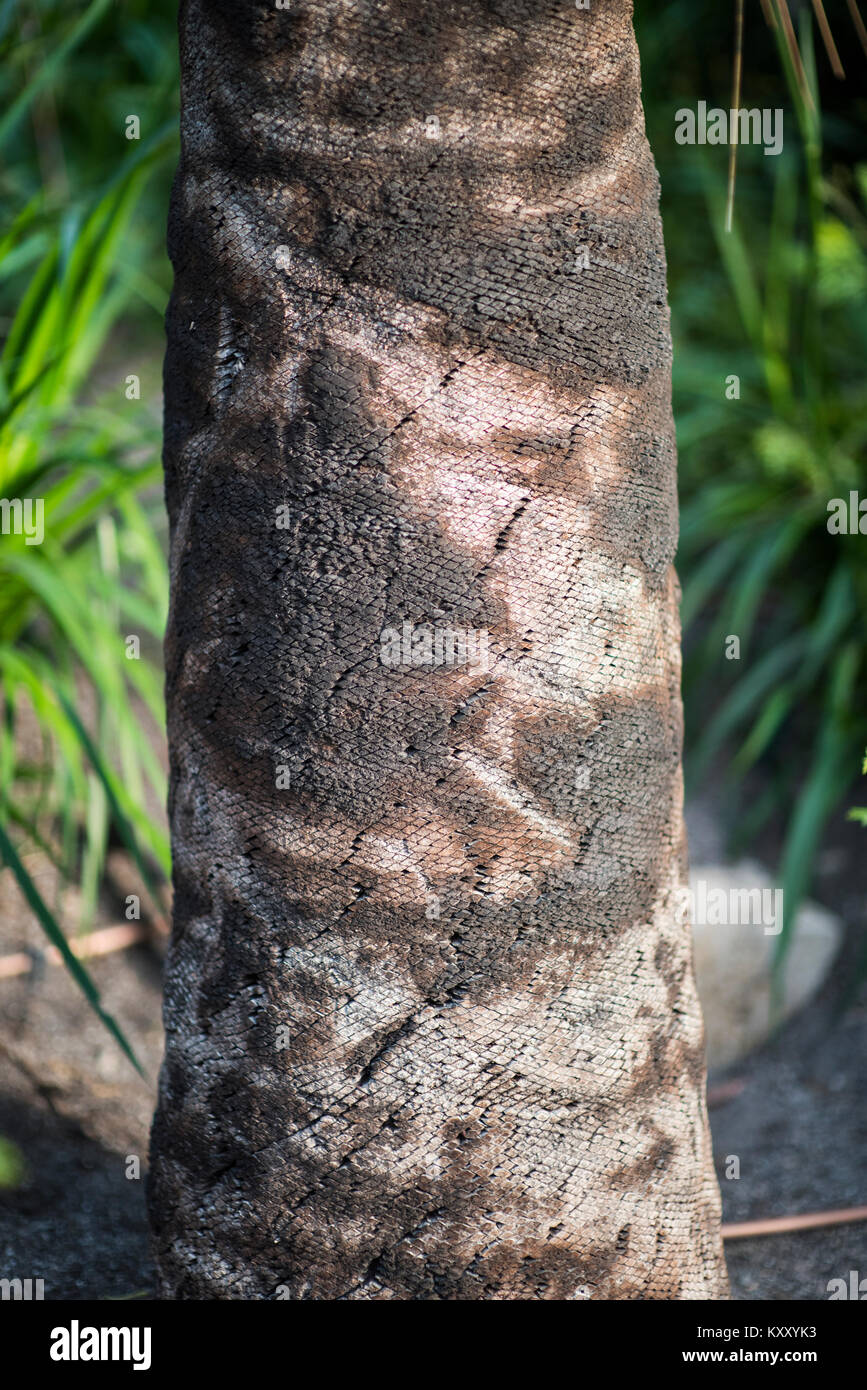 Grasstree hi-res stock photography and images - Alamy