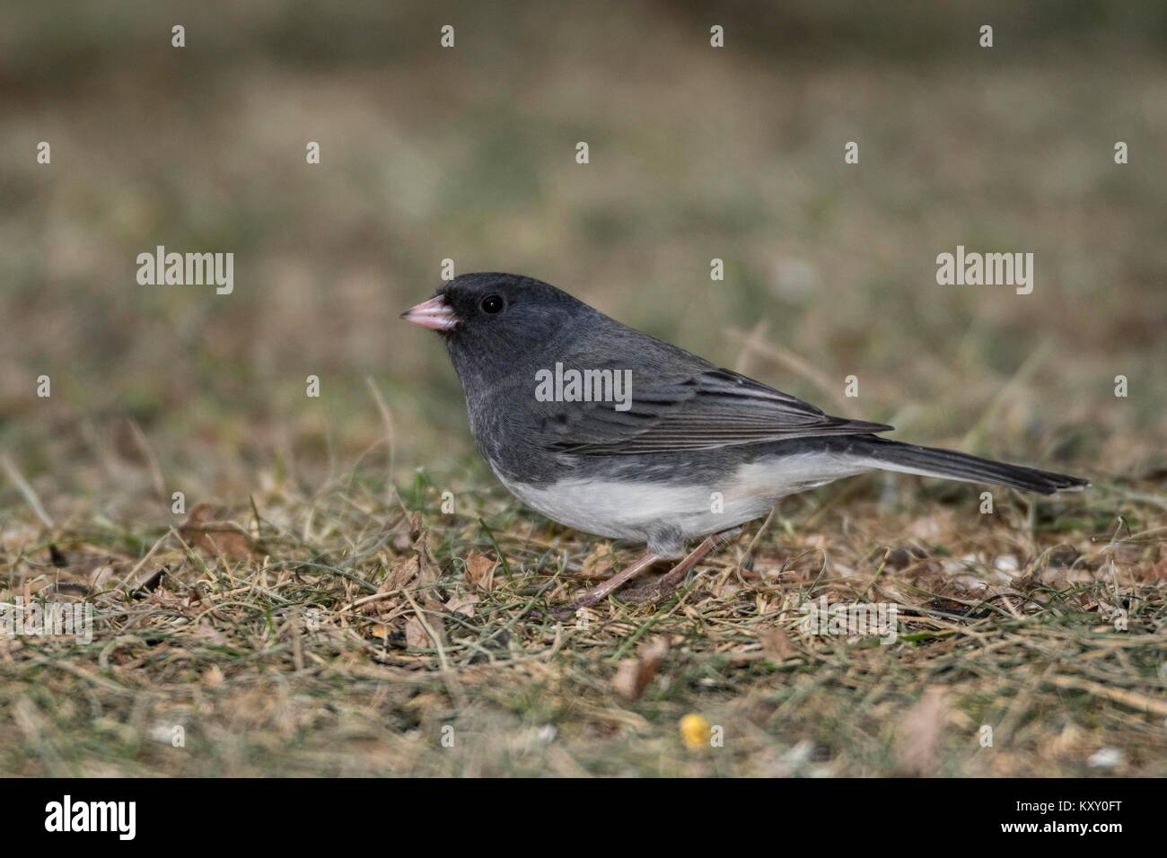 Ground foraging bird hi-res stock photography and images - Alamy