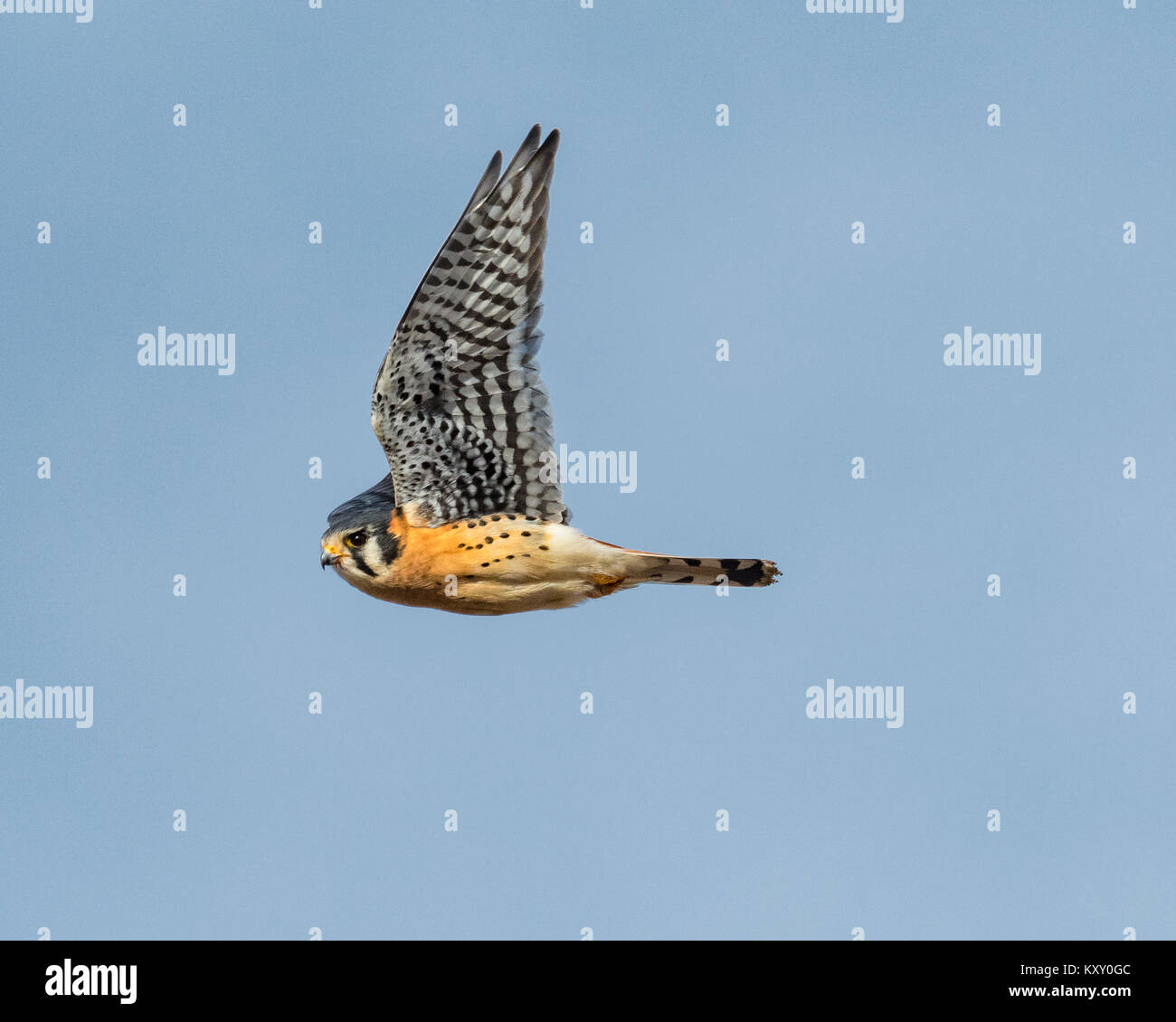 American Kestrel in flight Stock Photo - Alamy