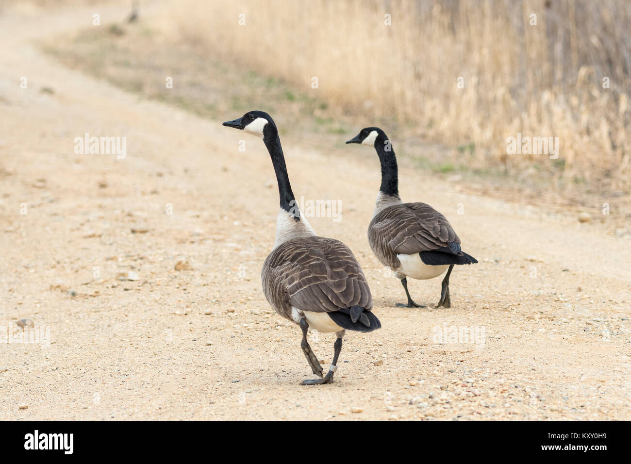 Pair of Canada Geese walking on path Stock Photo - Alamy