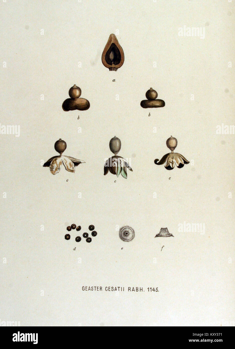 Geaster cesatii — Flora Batava — Volume v15 Stock Photo - Alamy