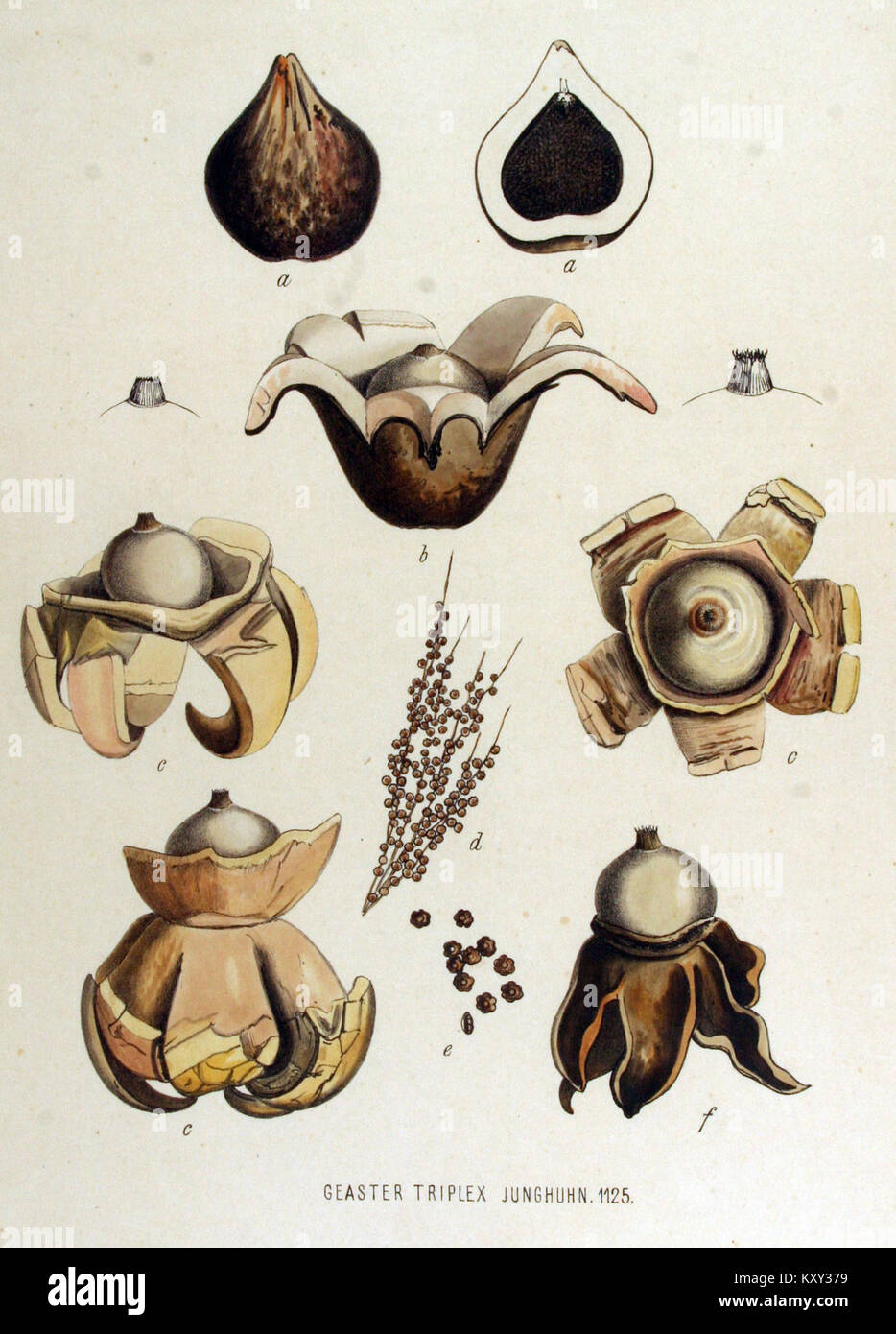 Geaster triplex — Flora Batava — Volume v15 Stock Photo - Alamy