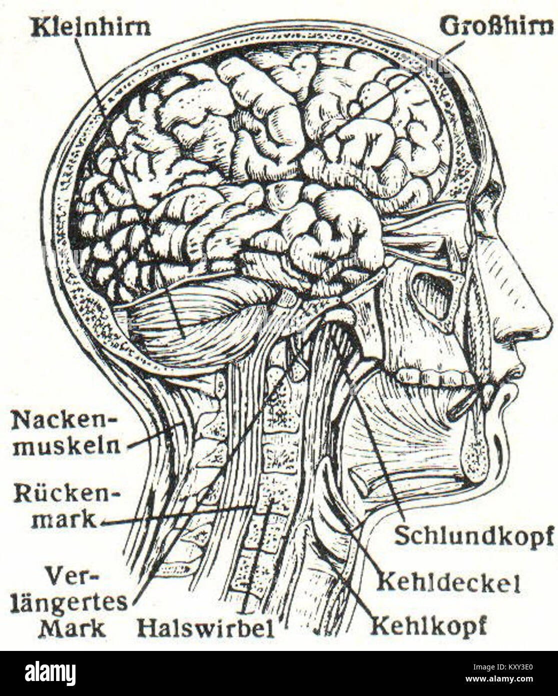 Human resource function hi-res stock photography and images - Alamy