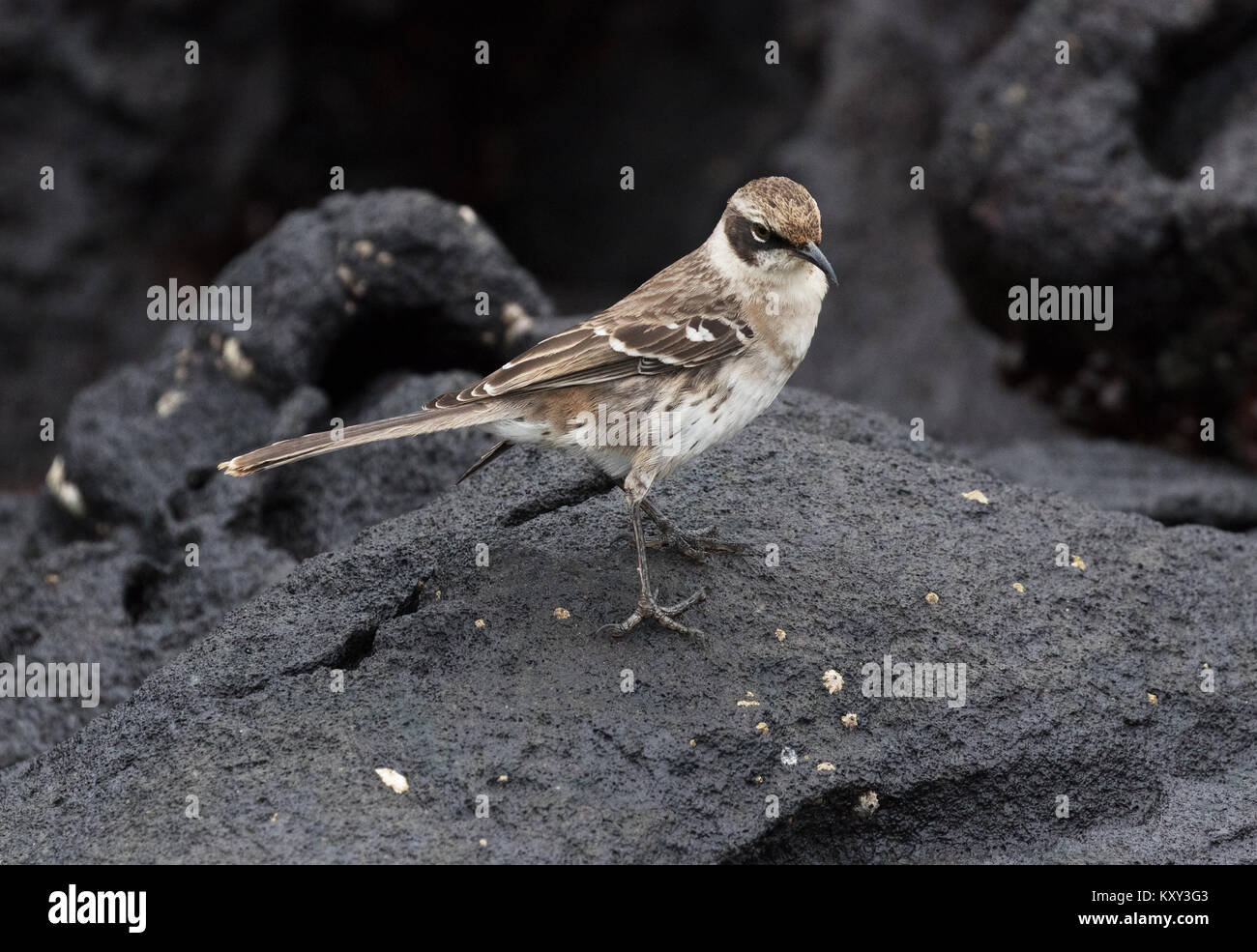 Galalpagos Mockingbird ( Mimus parvulus ), Rabida Island, Galapagos ...