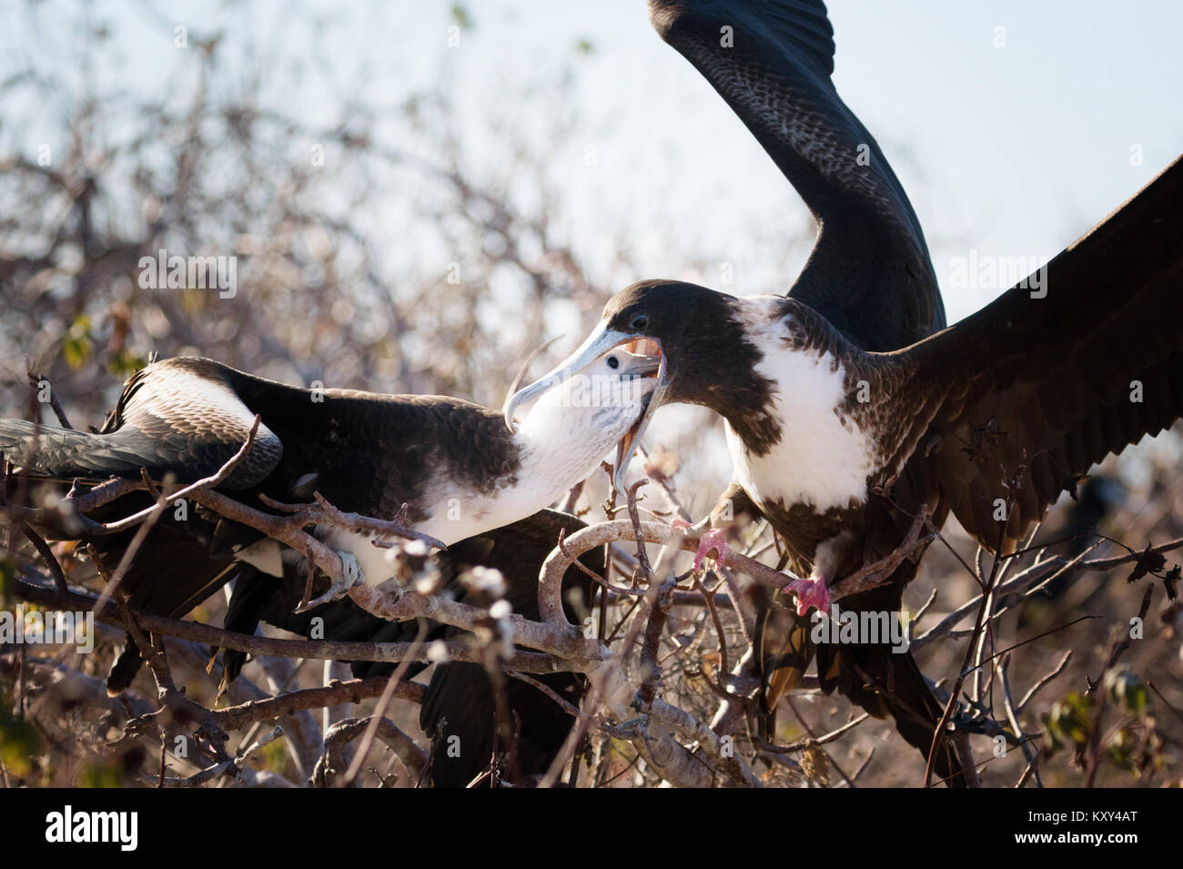 Great Frigatebird (Fregata minor) feeding its young in the nest, San ...