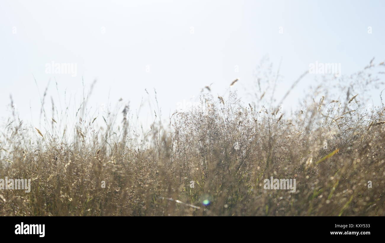 Natural Summer Grass Stock Photo - Alamy