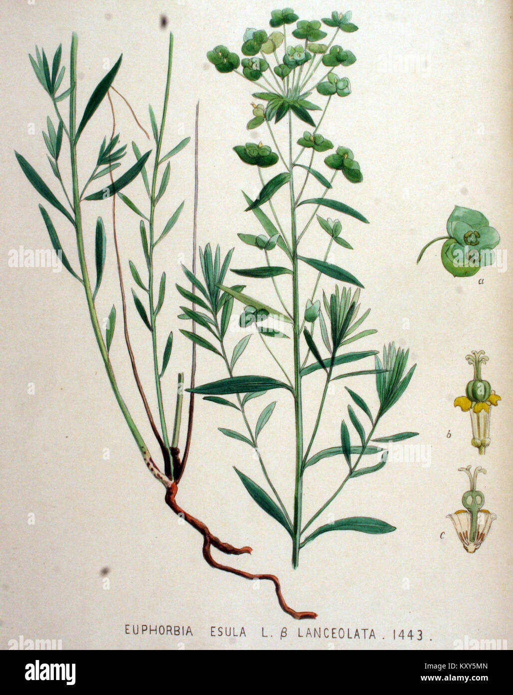 Euphorbia esula — Flora Batava — Volume v19 Stock Photo - Alamy