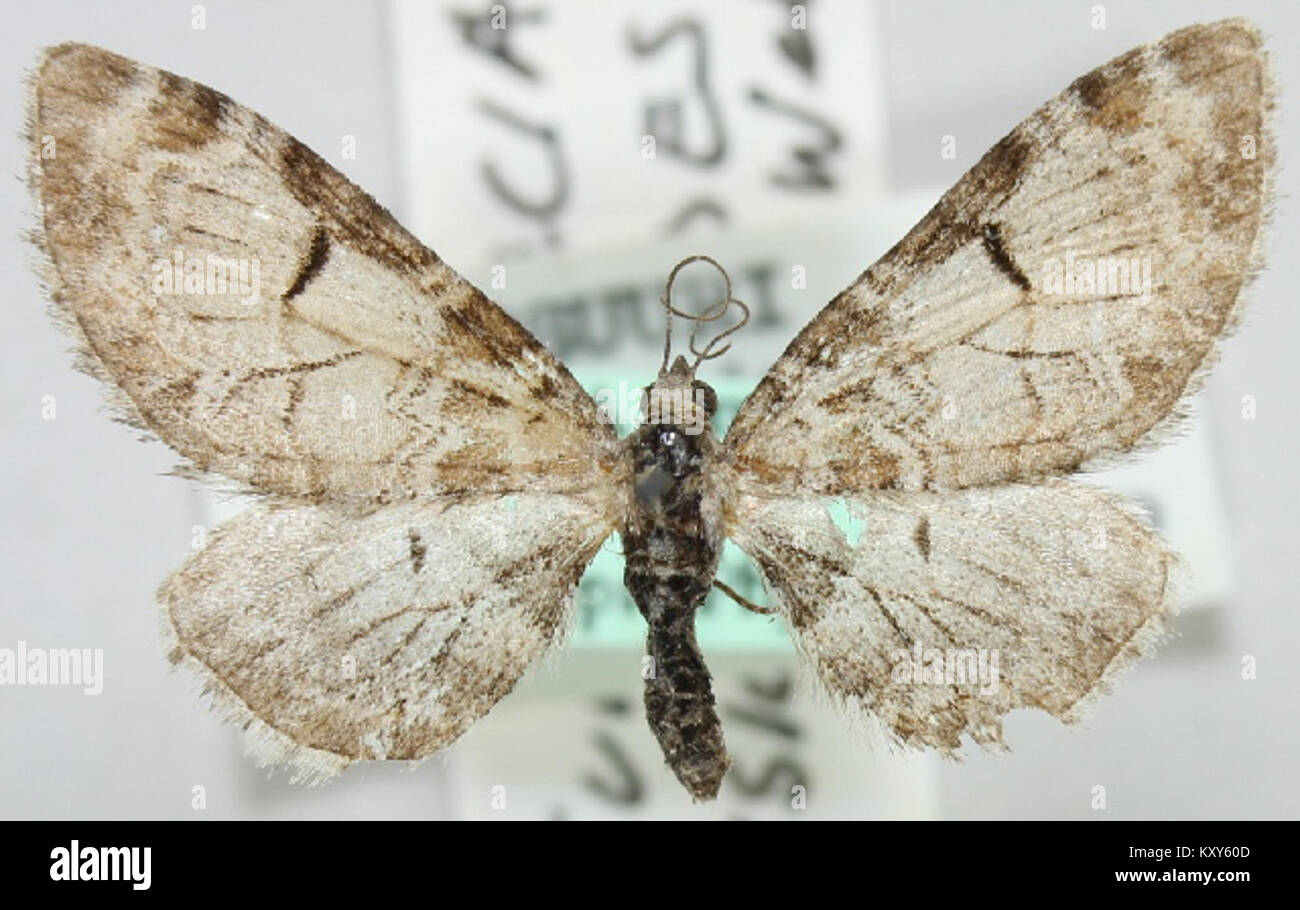 Illustration from 1923 of *Eupithecia insigniata insignioides*, a ...