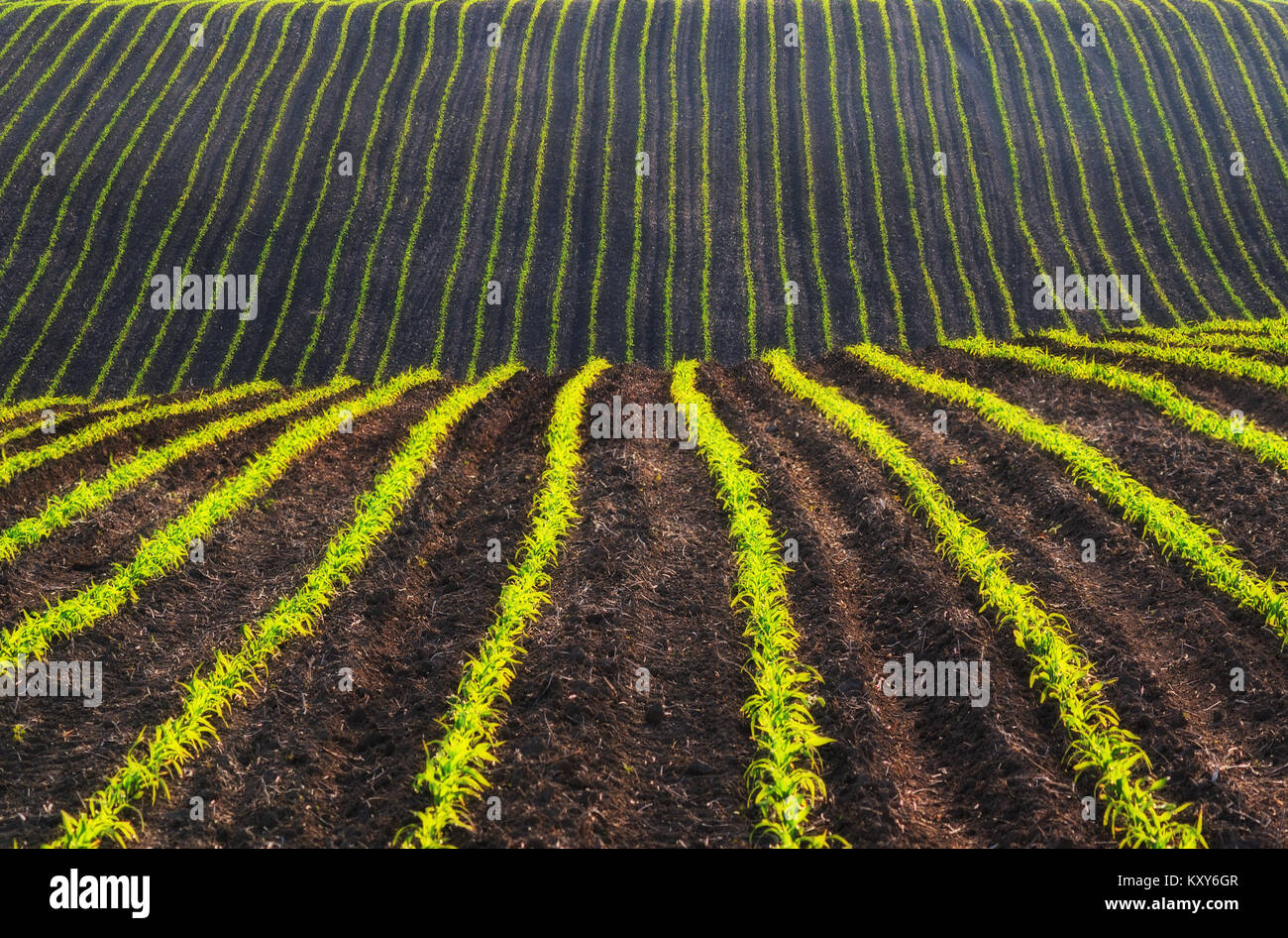 picturesque hilly field. ranks of agricultural crops on the field Stock ...