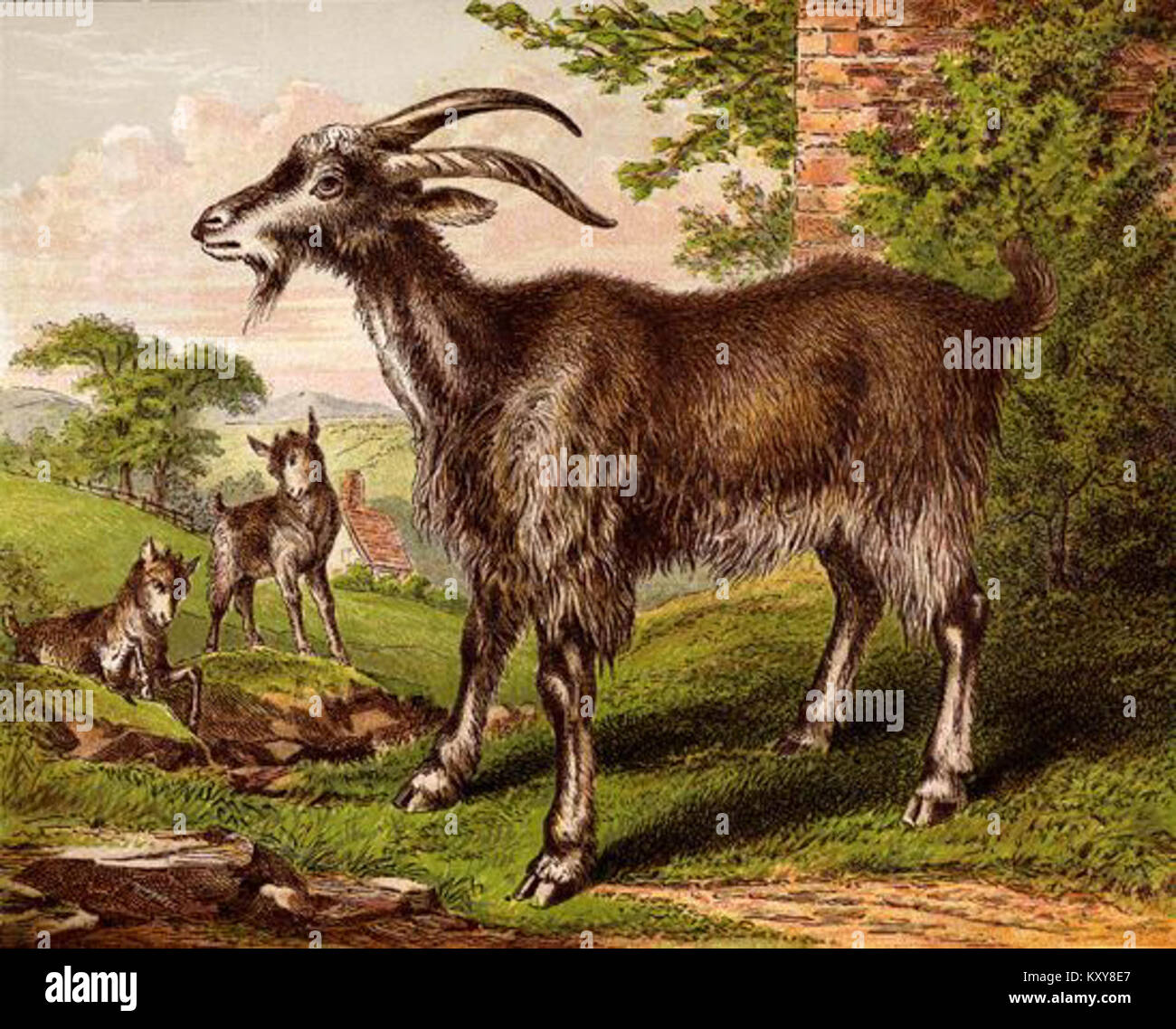 Goat Family (1 Stock Photo - Alamy
