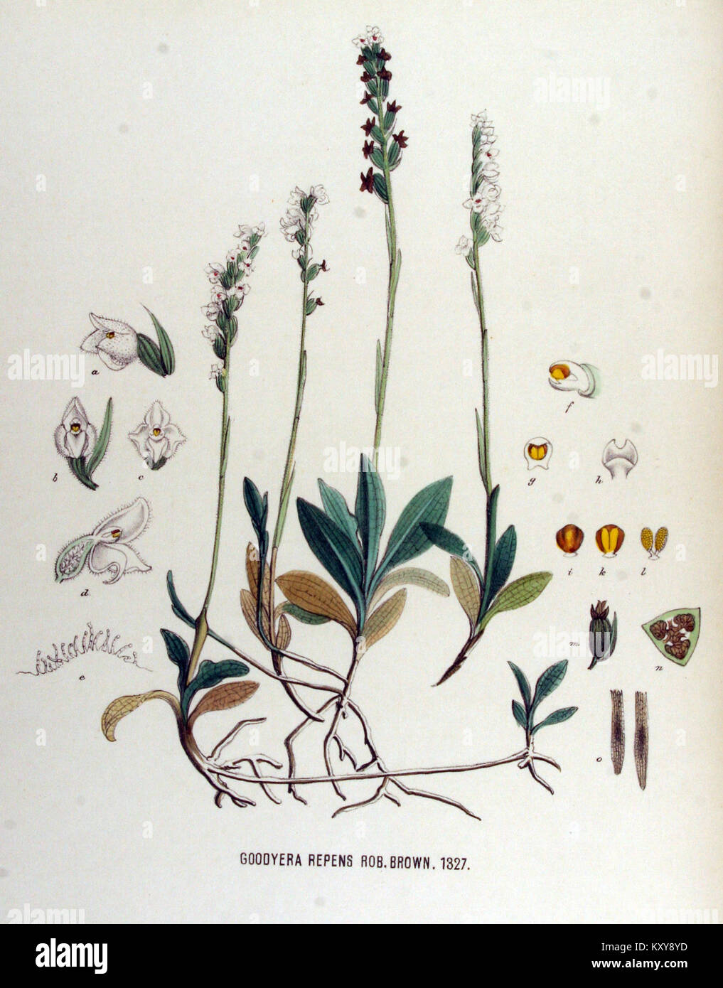 Goodyera repens hi-res stock photography and images - Alamy