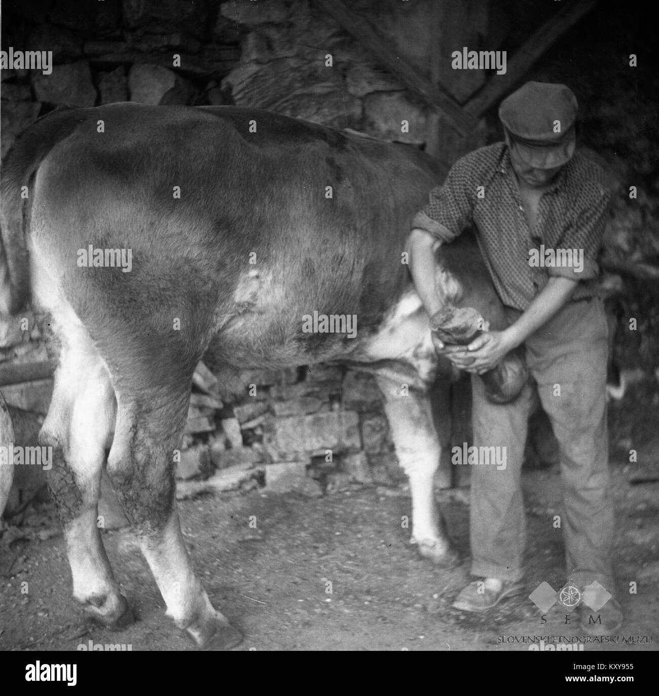A 1965 photograph taken in Drašiči, Slovenia, showing a farmer holding ...
