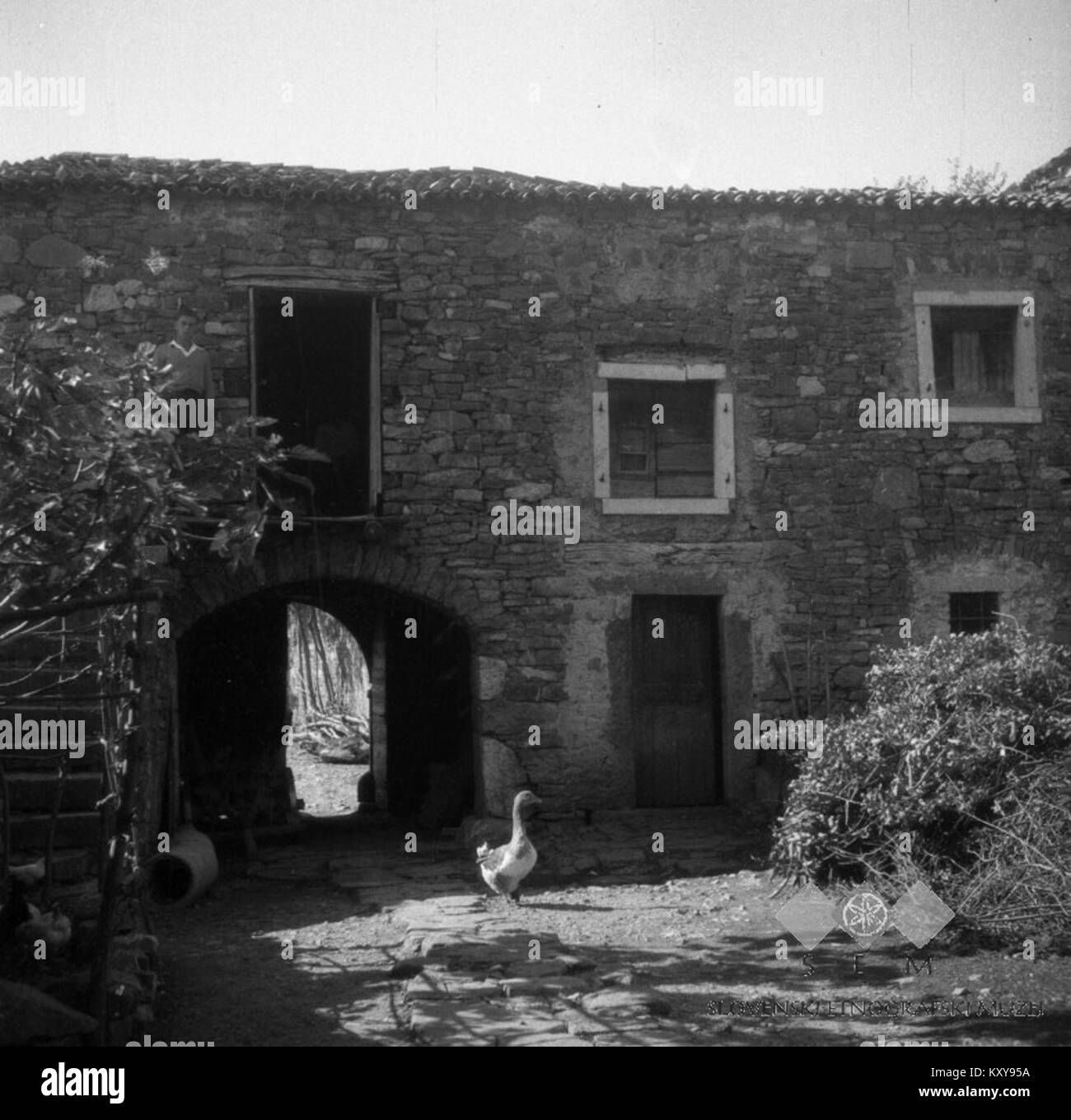 This 1949 image captures a farm building in Osp, Slovenia featuring a ...