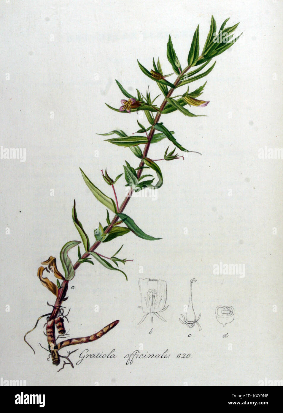 Gratiola officinalis, commonly known as the hedgenettle, is a plant ...