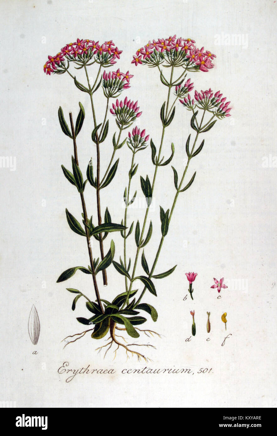 Centaurium erythraea illustration hi-res stock photography and images ...