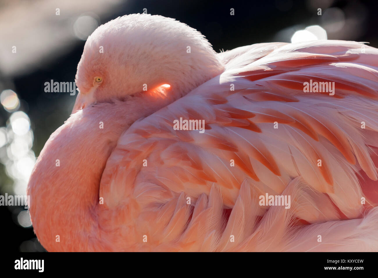 Pink flamingo in sunlight. Beppu, Japan Stock Photo - Alamy