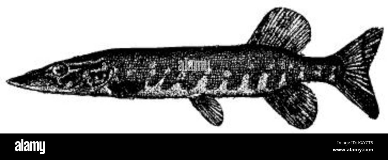 Gadda hi-res stock photography and images - Alamy