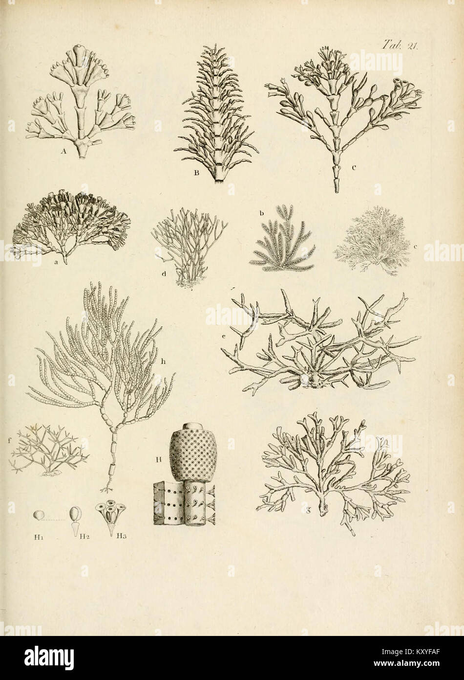 Exposition méthodique des genres de l'ordre des polypiers (Tab. 21 ...