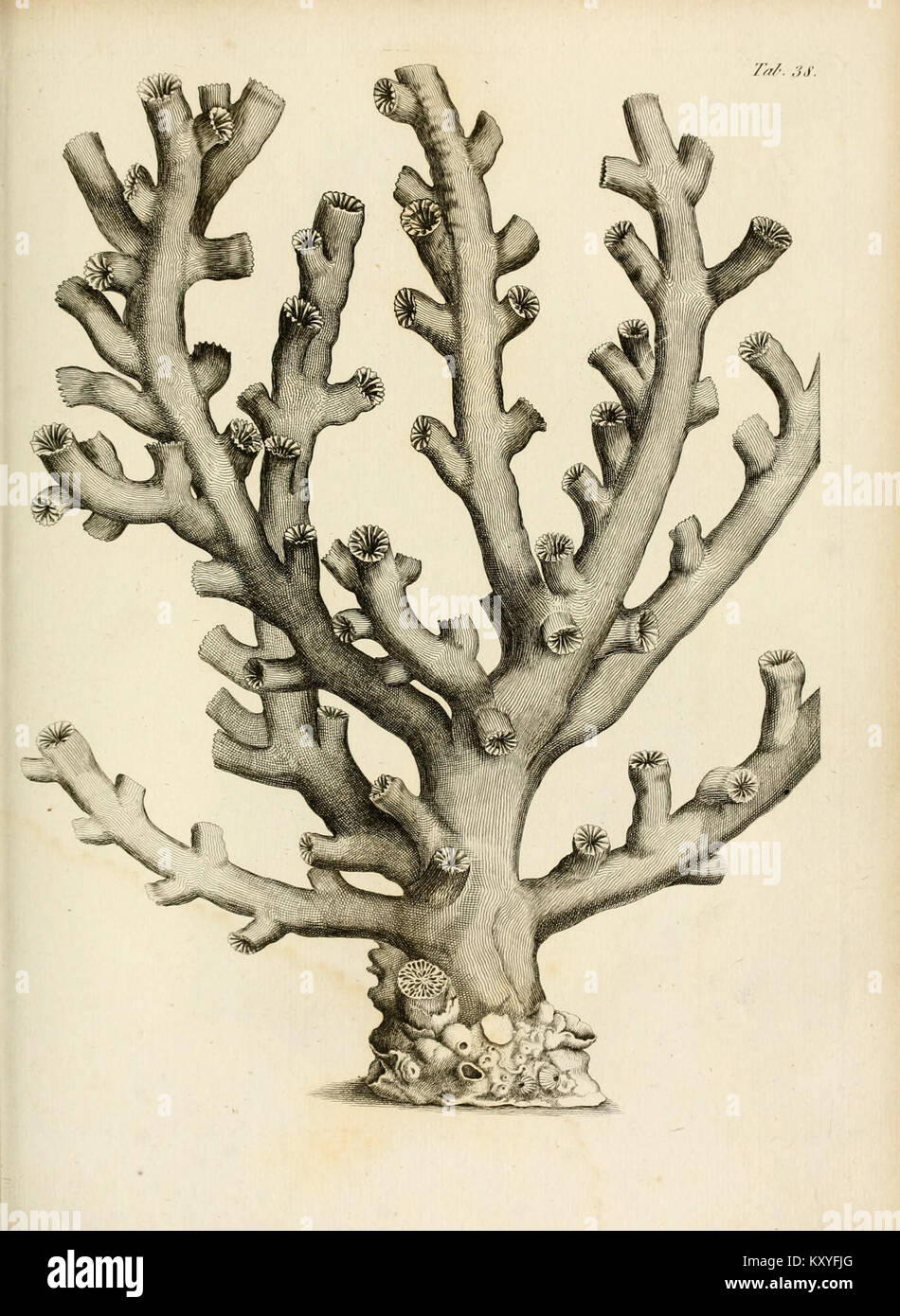 Types Of Coral Drawing