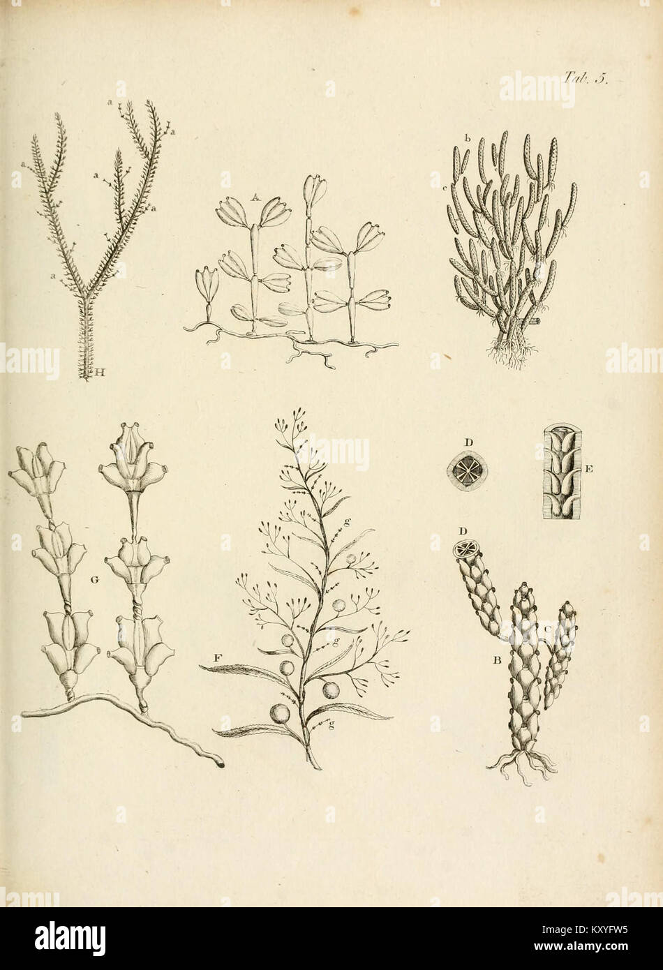 Scientific illustration depicting various coral species from the order ...