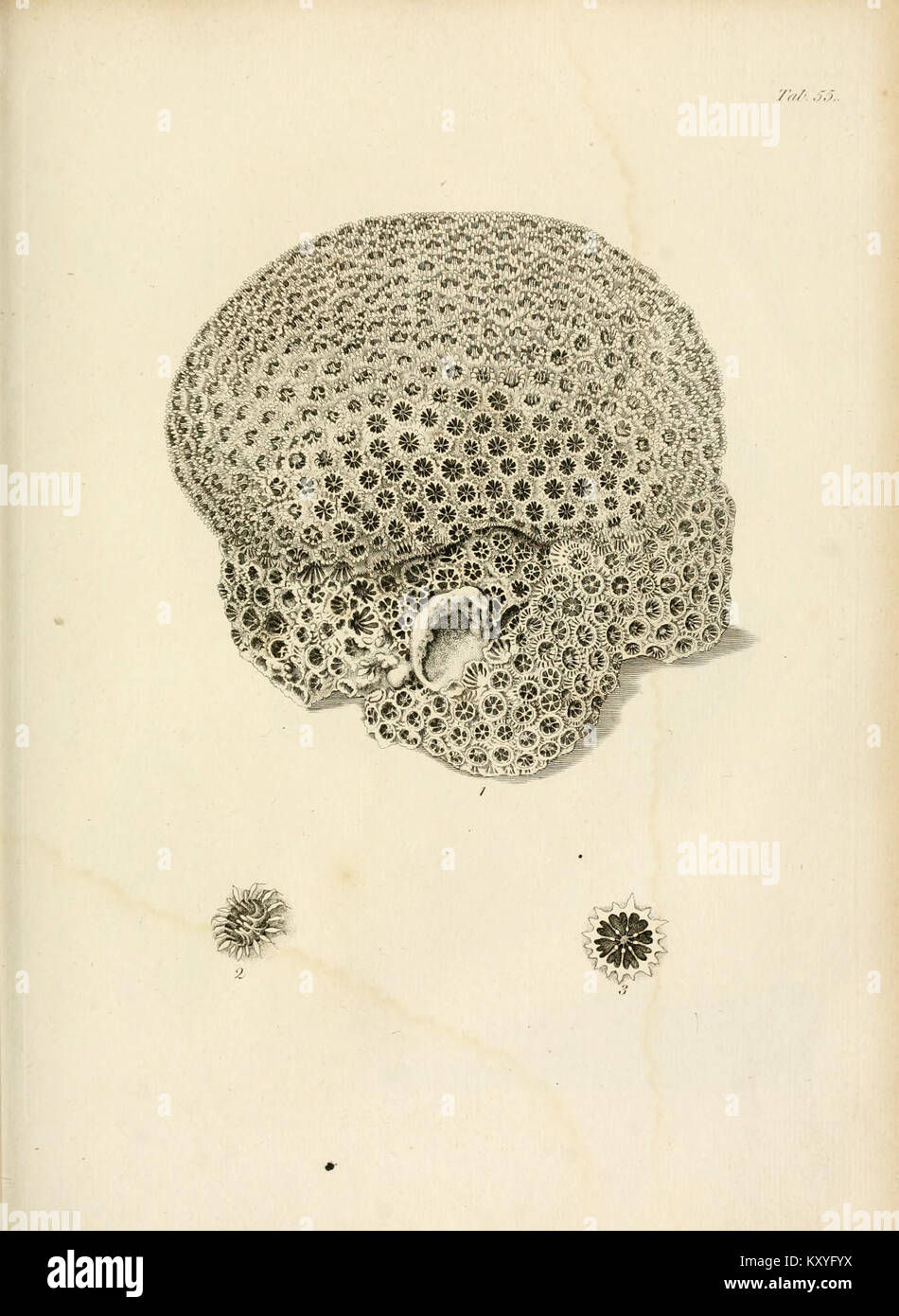 This work presents a systematic classification of coral species within ...