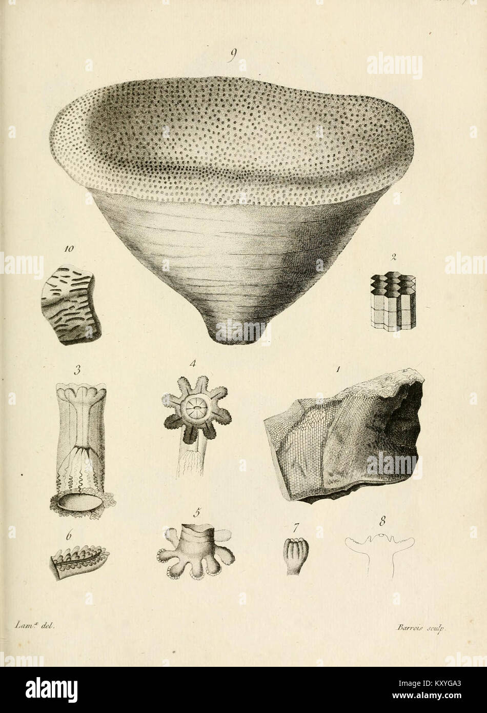 This 19th-century scientific work, 'Exposition méthodique des genres de ...