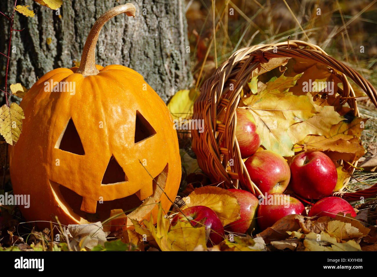 Halloween pumpkin and a basket with apples on the background of grass ...