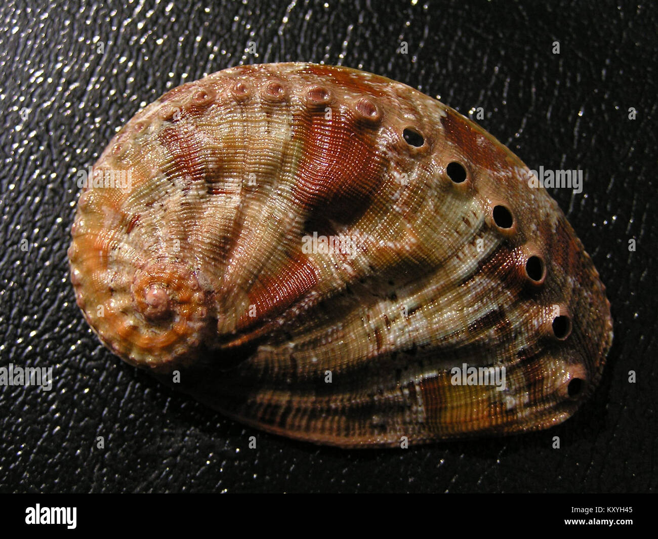 This image illustrates Haliotis semiplicata, a species of marine ...